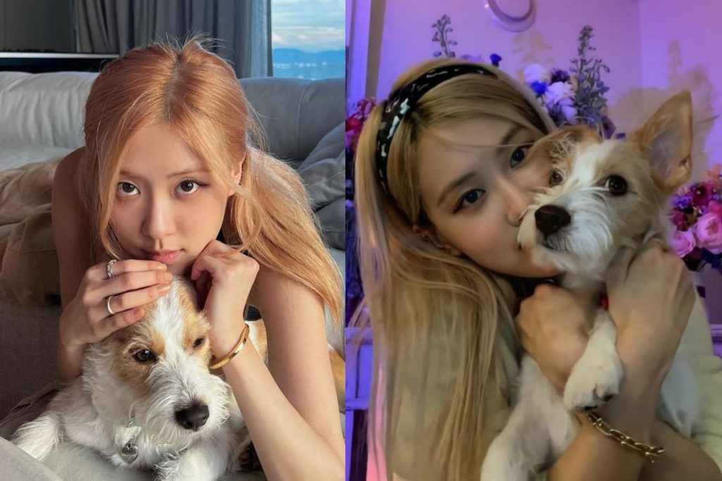 BLACKPINK's Rosé works on Season's Greetings with her dog Hank