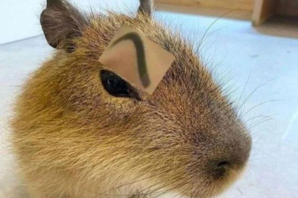 Which Stray Kids member would fight to win you over? Choose a capybara