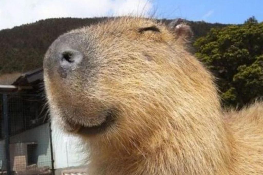 Which Stray Kids member would fight to win you over? Choose a capybara