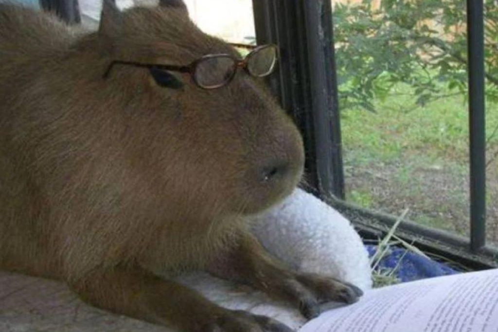 Which Stray Kids member would fight to win you over? Choose a capybara