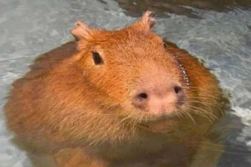 Which Stray Kids member would fight to win you over? Choose a capybara