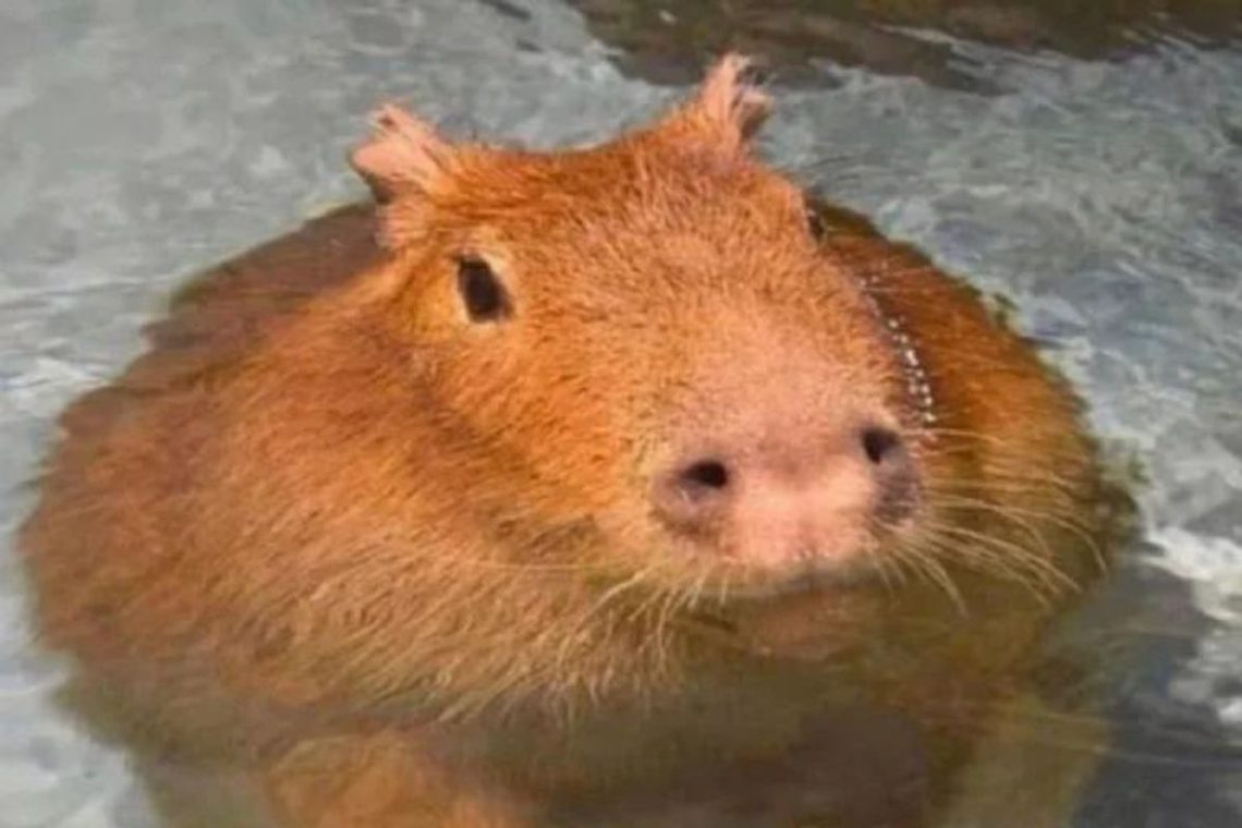 Which Stray Kids member would fight to win you over? Choose a capybara