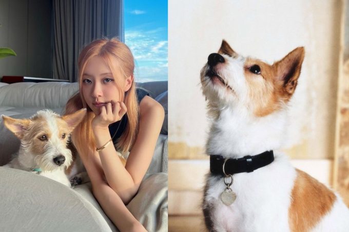 El perro de Rosé de BLACKPINK, Hank, debuta en la portada de Dogue